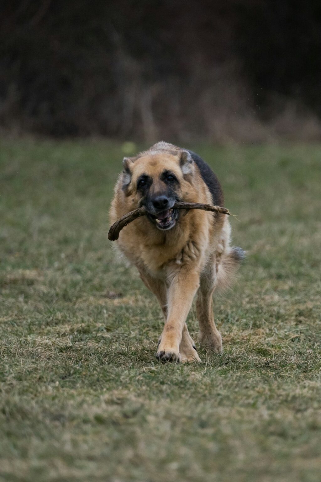 6 Veterinarian-Endorsed Strategies to Revive Your Senior Dog's Vitality ...