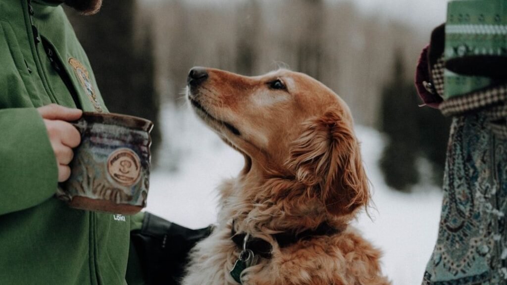 8 Essential Items Every Dog Owner Should Have for Adventures Together ...