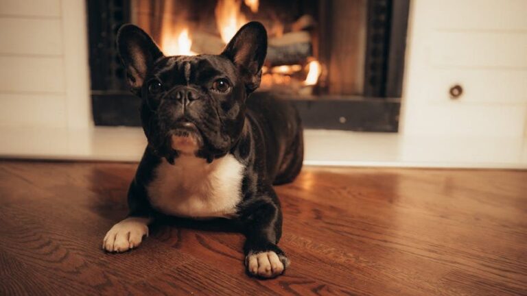 If You're Over 50, Never Adopt These 8 Dog Breeds (And the 6 You Should ...