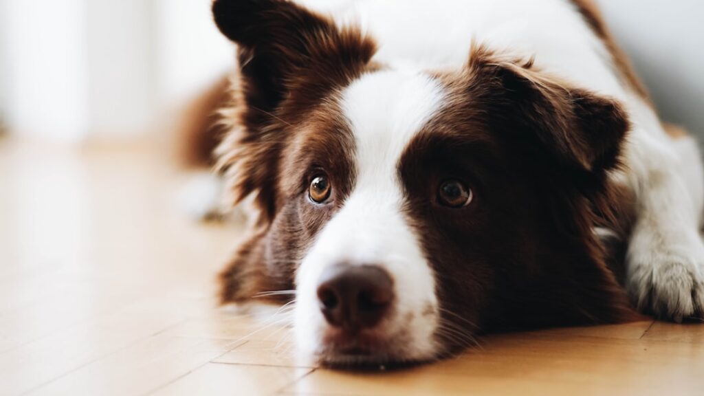 Why Your Dog Stares at the Corner of the Room at Night - Experts Weigh ...